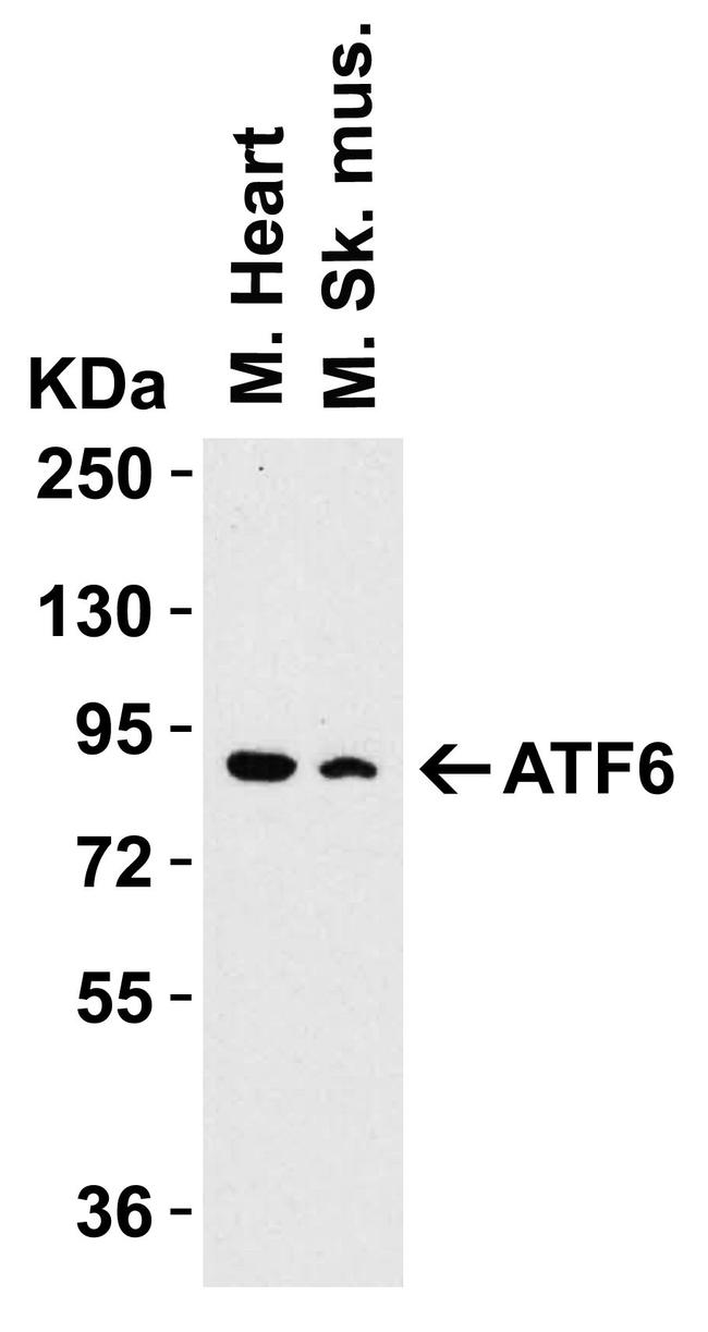 ATF6 Antibody (PA5-20216)