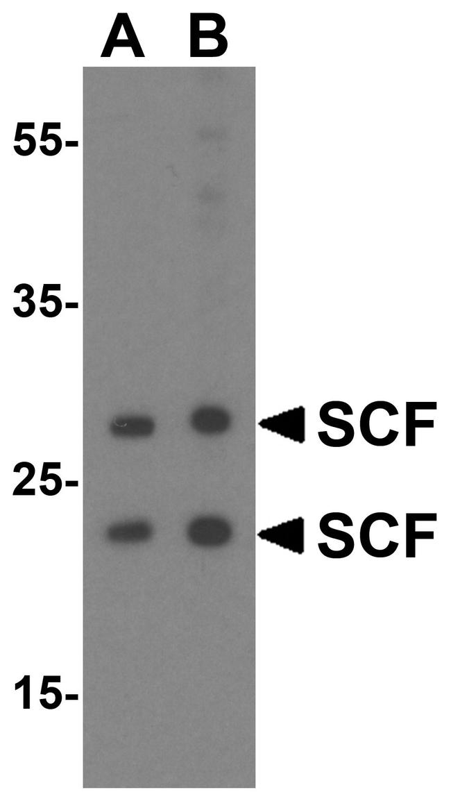 SCF Antibody (PA5-20746)