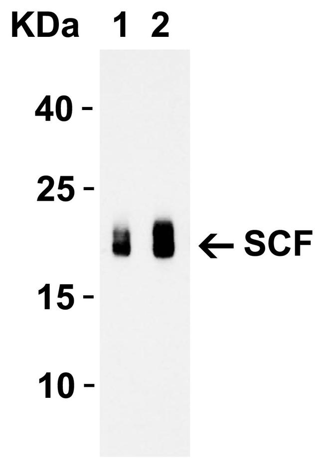 SCF Antibody (PA5-20746)