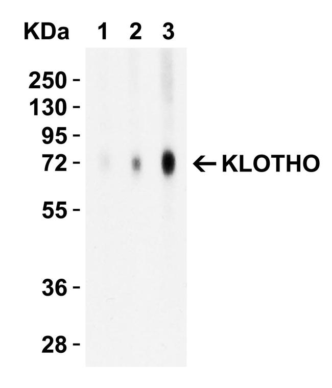 Klotho Antibody (PA5-21078)