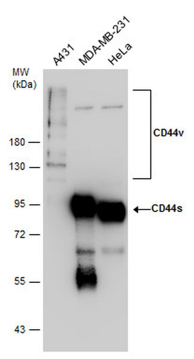 CD44 Antibody (PA5-21419)