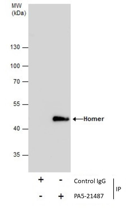 HOMER1 Antibody (PA5-21487)