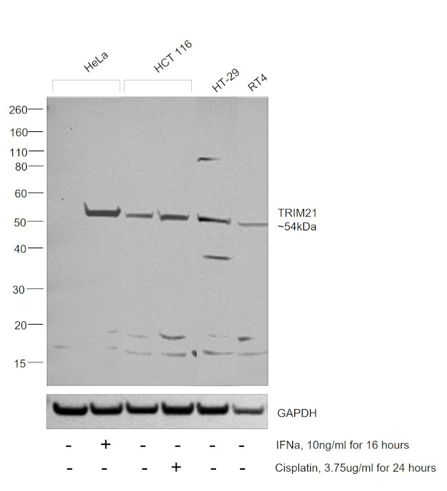 TRIM21 Polyclonal Antibody (PA5-22294)