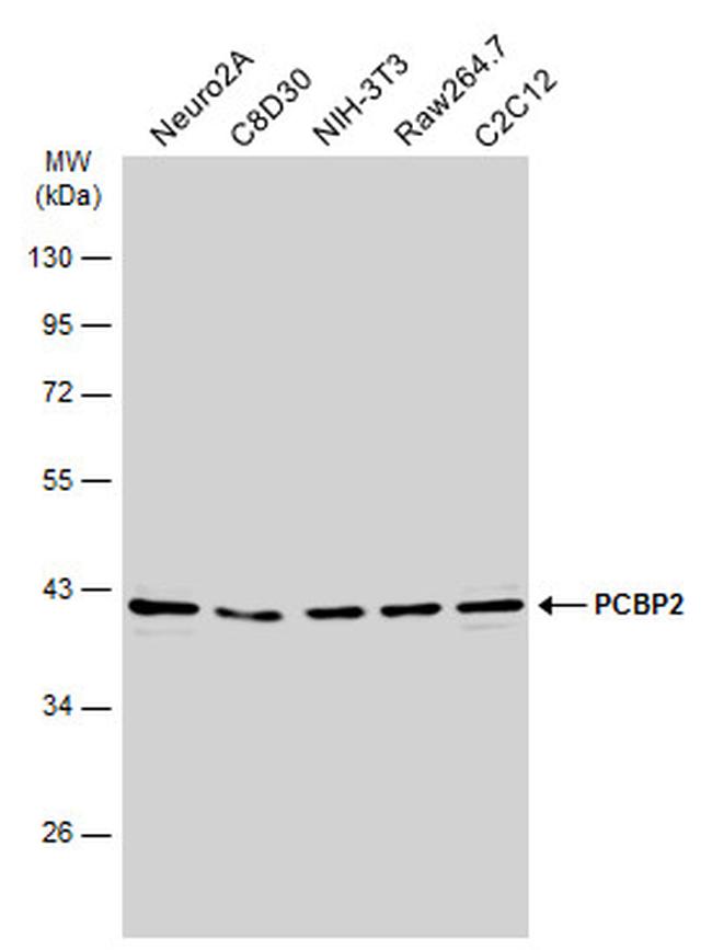 PCBP2 Antibody (PA5-22350)