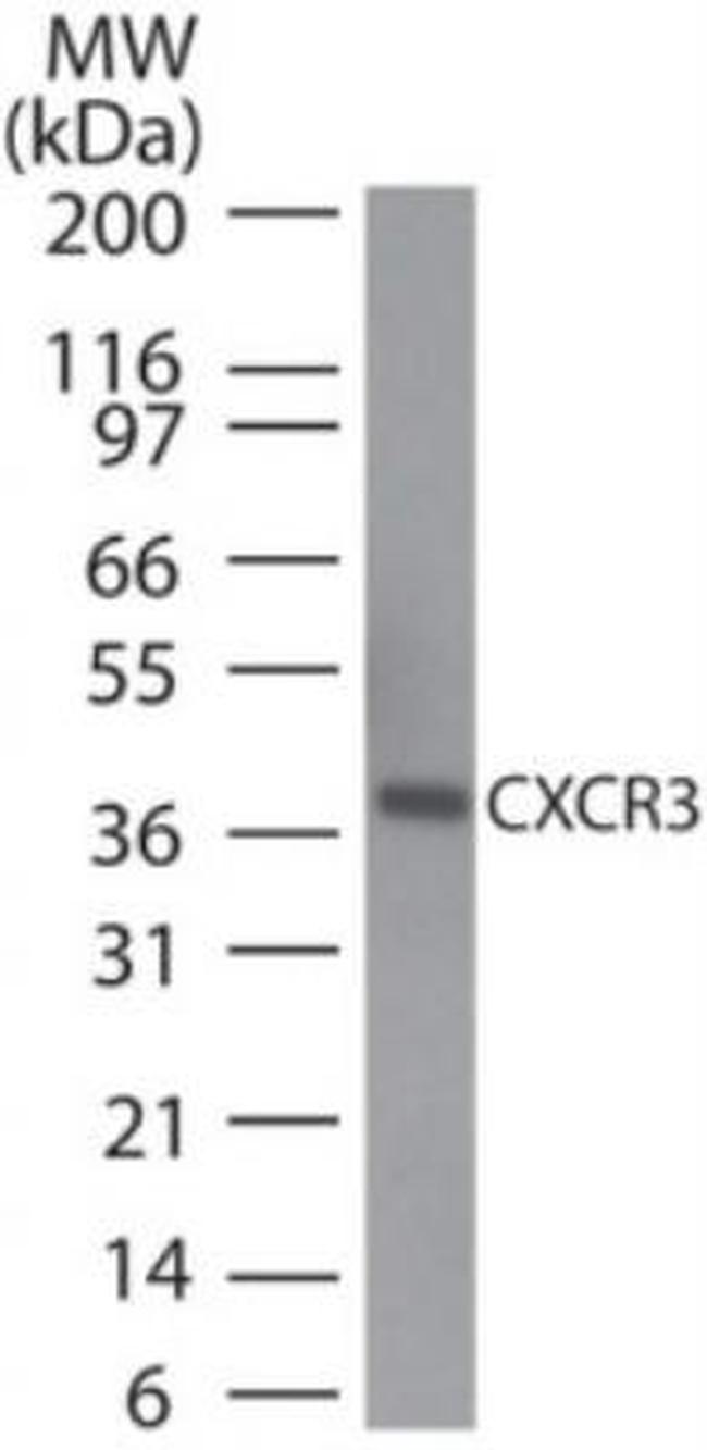CXCR3 Polyclonal Antibody (PA5-23104)