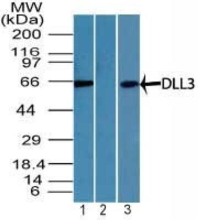 DLL3 Polyclonal Antibody (PA5-23448)