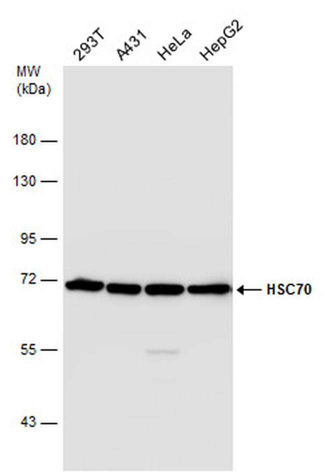 HSC70 Antibody (PA5-27337)