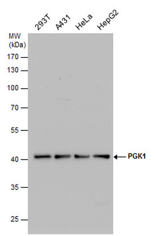 PGK1 Antibody (PA5-28612)