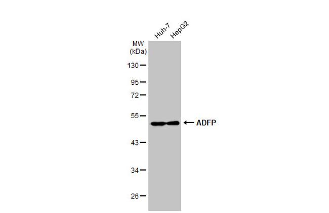 ADFP Antibody (PA5-29099)
