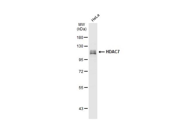 HDAC7 Antibody (PA5-29937)