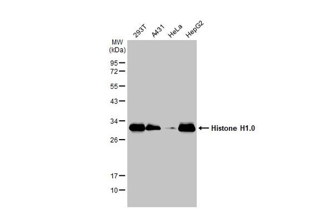 Histone H1 Antibody (PA5-30055)