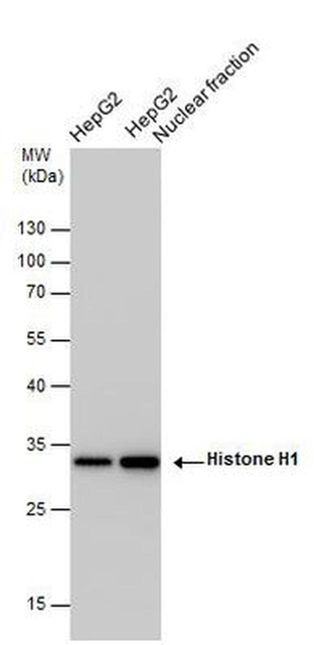 Histone H1 Antibody (PA5-30055)