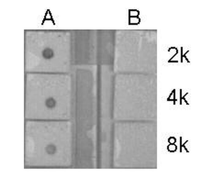 H4ac pan-acetyl (K5,K8,K12,K16) Antibody (PA5-32029)