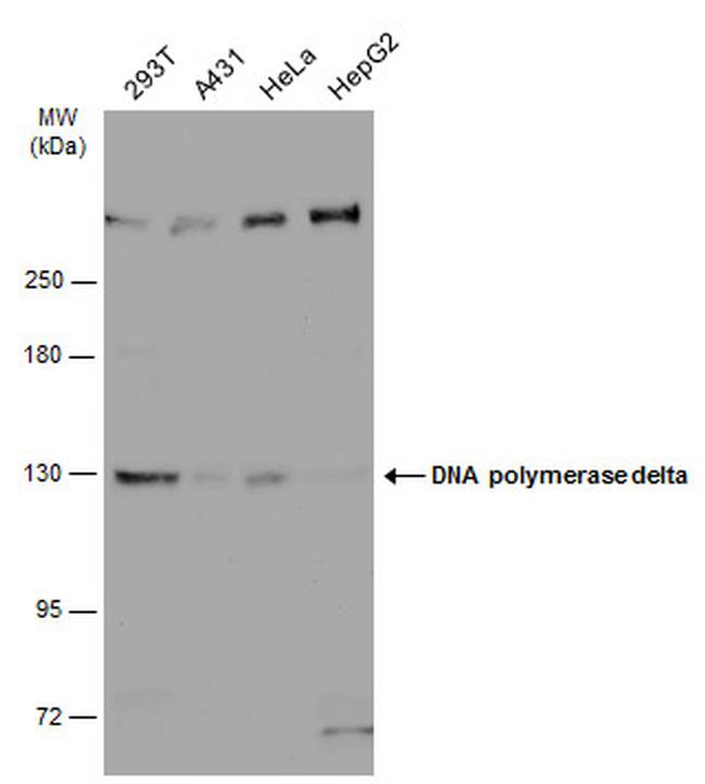 POLD1 Antibody (PA5-34678)