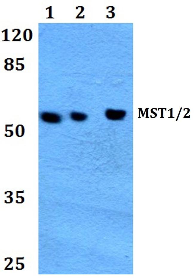 MST1/MST2 Antibody (PA5-36100)