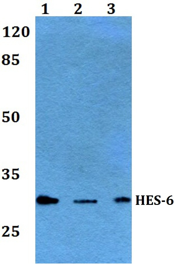 HES6 Antibody (PA5-36278)