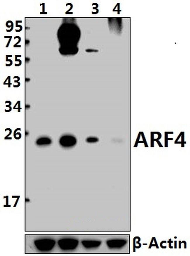 ARF4 Antibody (PA5-36421)