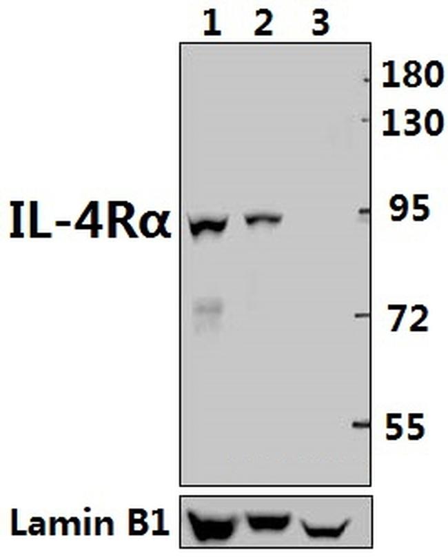 IL4R Antibody (PA5-36522)