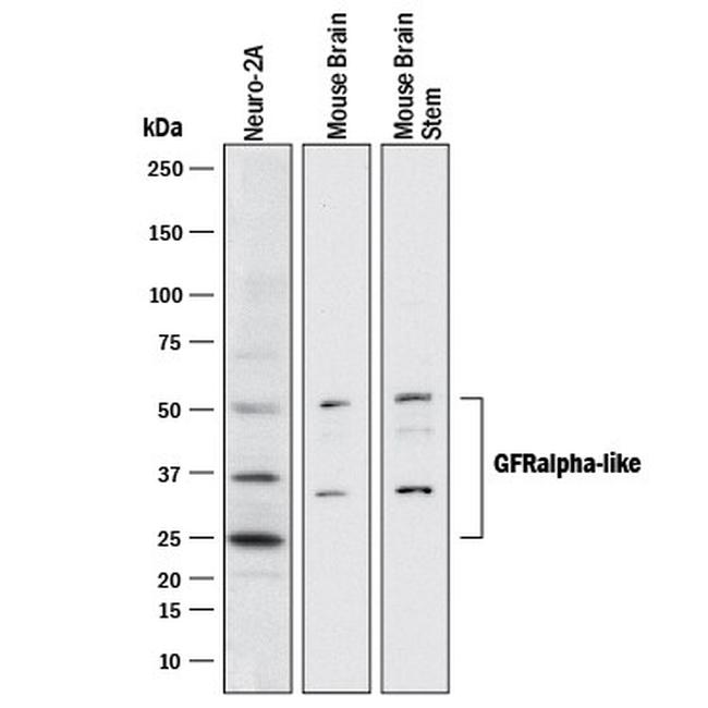 GFRAL Polyclonal Antibody (PA5-47769)