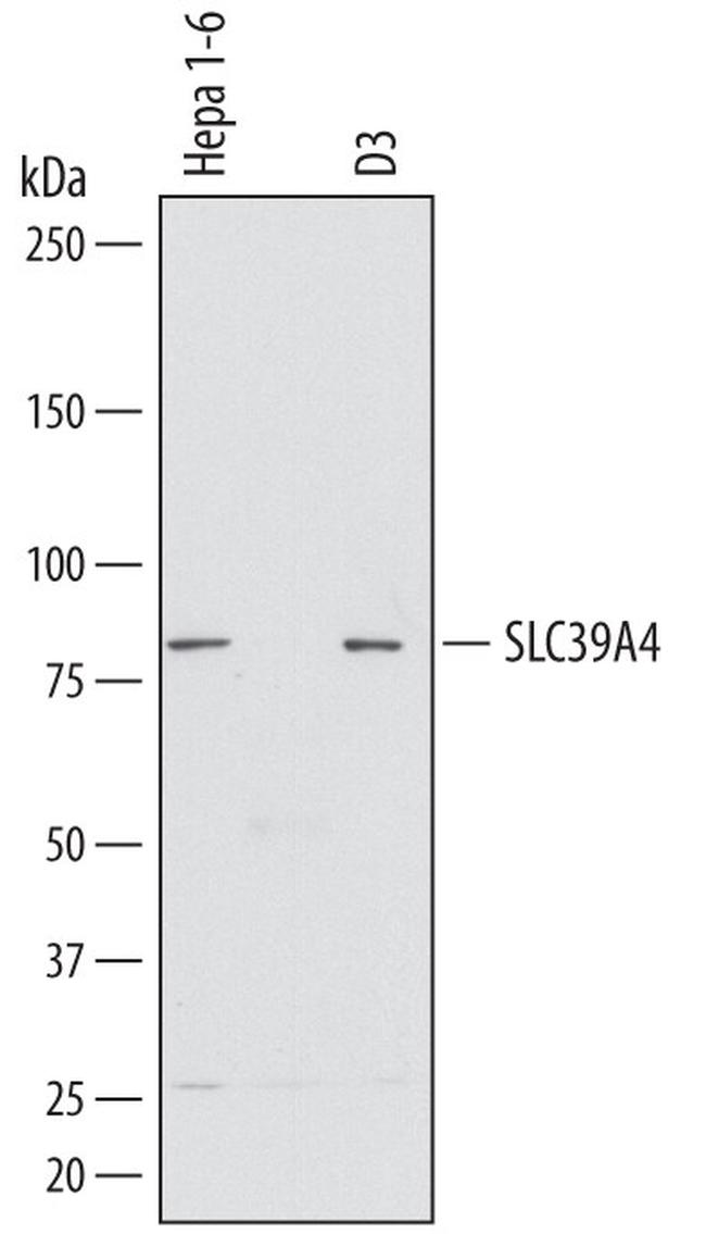 SLC39A4 Antibody (PA5-47915)
