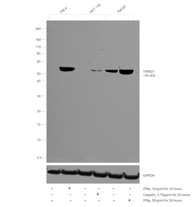 TRIM21 Polyclonal Antibody (PA5-52178)