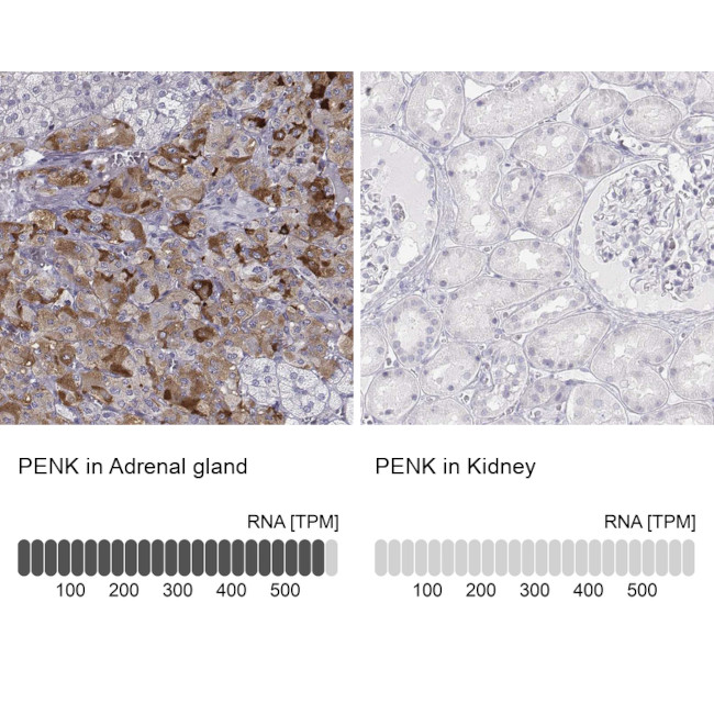 PENK Antibody (PA5-53021)