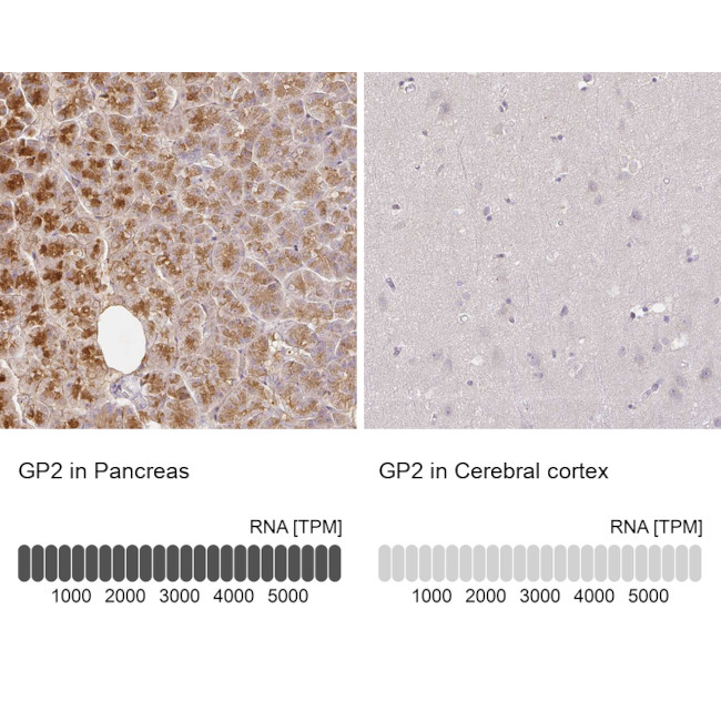 GP2 Antibody (PA5-53375)