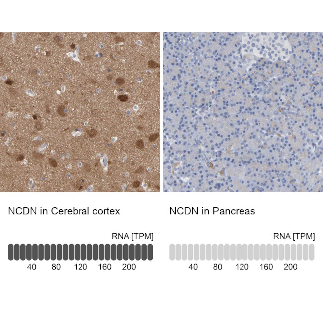 NCDN Polyclonal Antibody (PA5-54863)