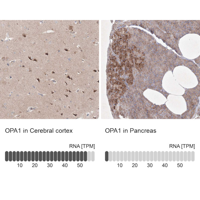 OPA1 Polyclonal Antibody (PA5-57875)