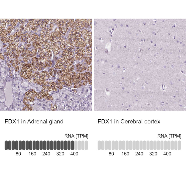 FDX1 Antibody (PA5-59653)