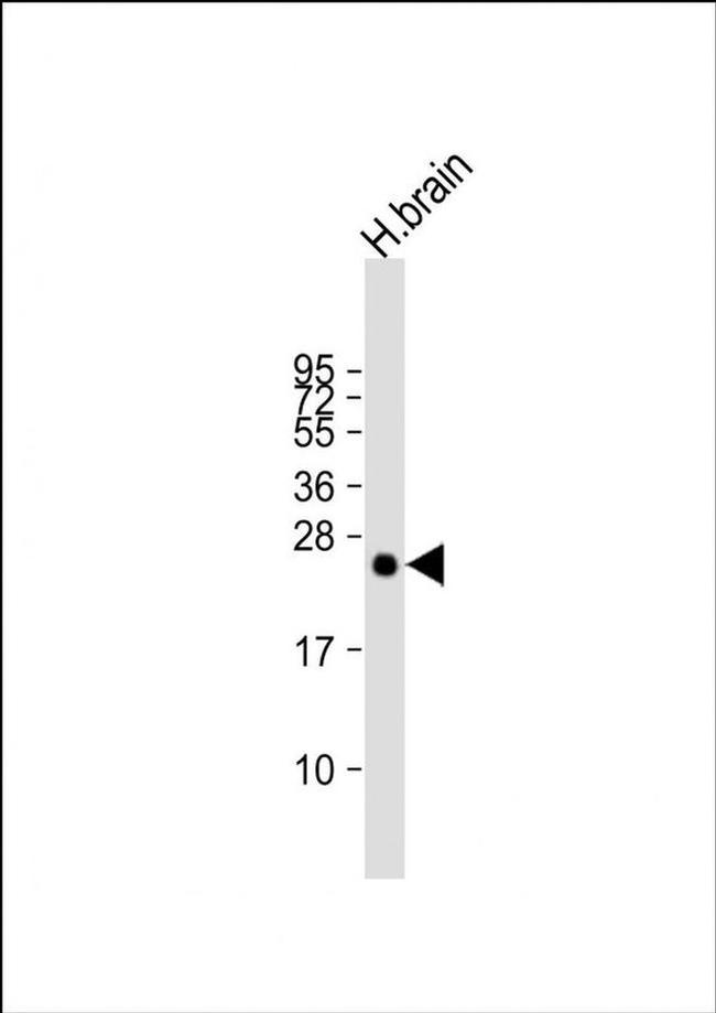 PLD6 Antibody (PA5-71510)