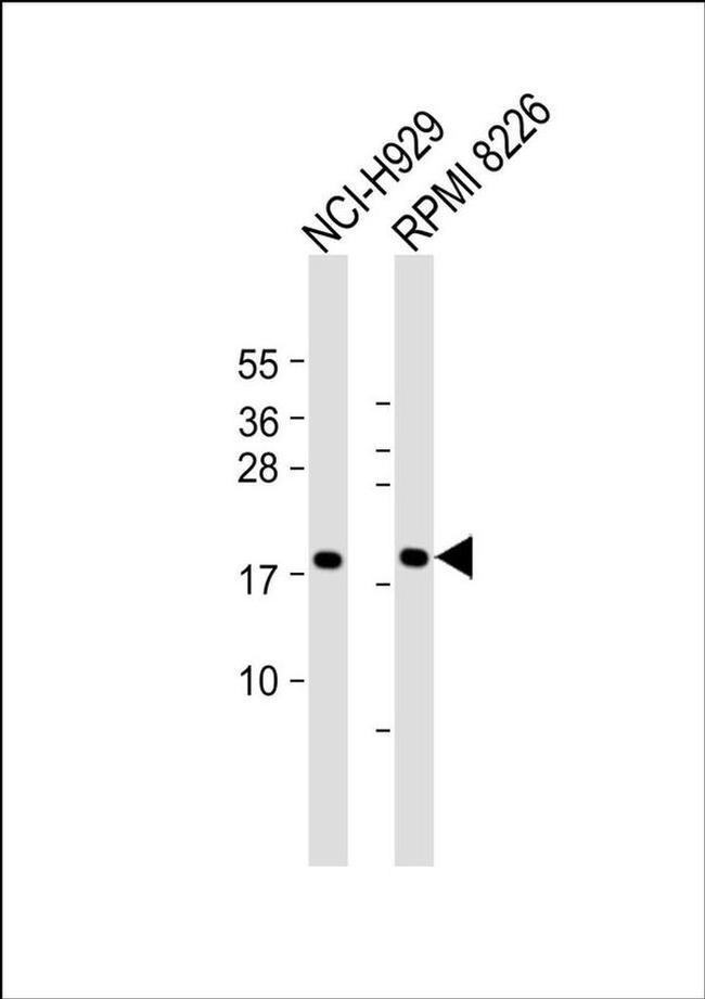 CD300d Polyclonal Antibody (PA5-72446)