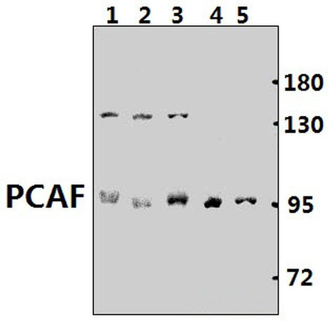 PCAF Antibody (PA5-75181)