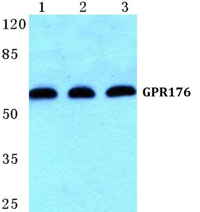 GPR176 Polyclonal Antibody (PA5-75518)