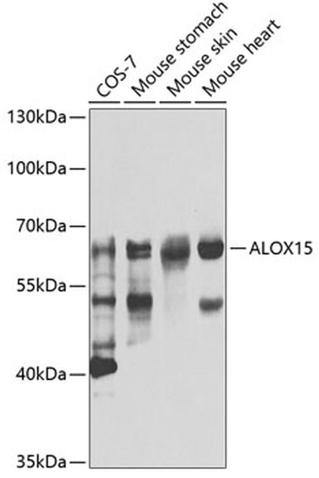 ALOX15 Antibody (PA5-77049)