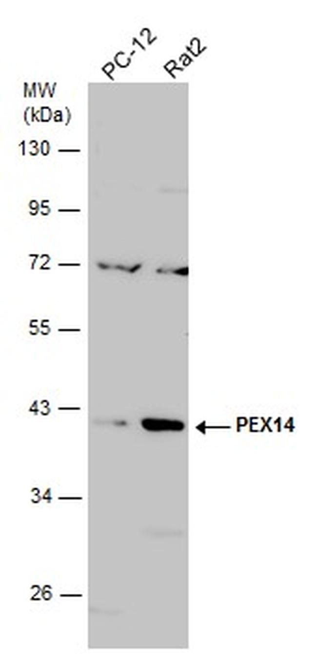 PEX14 Antibody (PA5-78103)