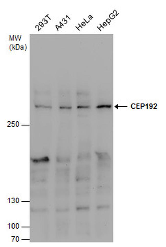 CEP192 Antibody (PA5-78521)