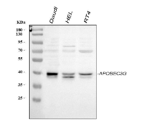 APOBEC3G Polyclonal Antibody (PA5-78801)