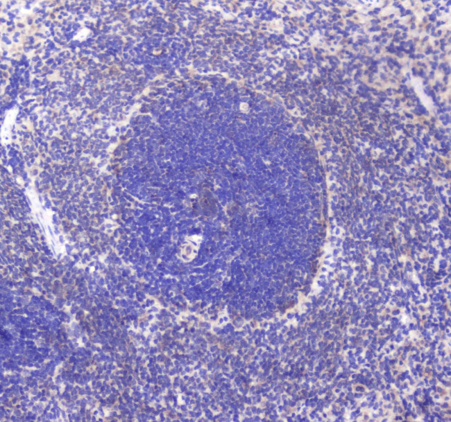 CD80 (B7-1) Antibody (PA5-79001)