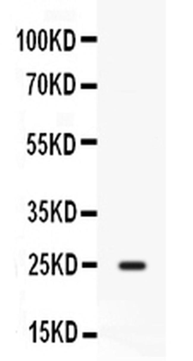 CD9 Antibody (PA5-79012)