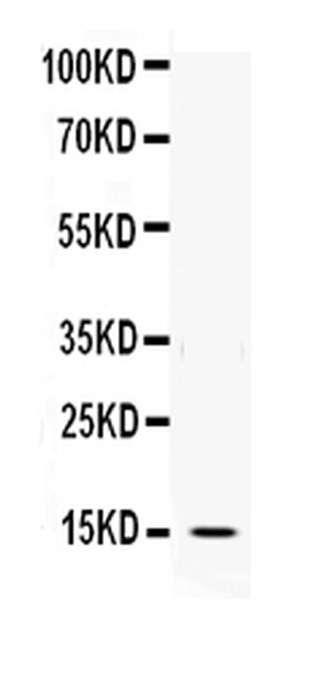 DDT Antibody (PA5-79146)