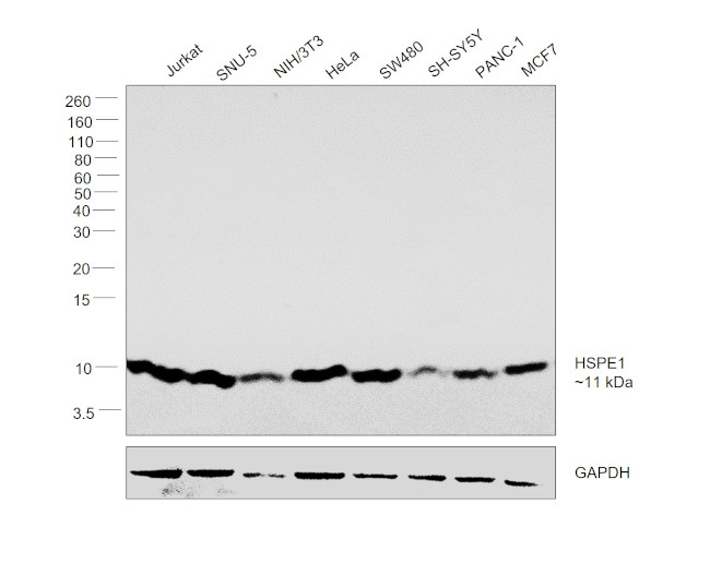 HSPE1 Polyclonal Antibody (PA5-79415)