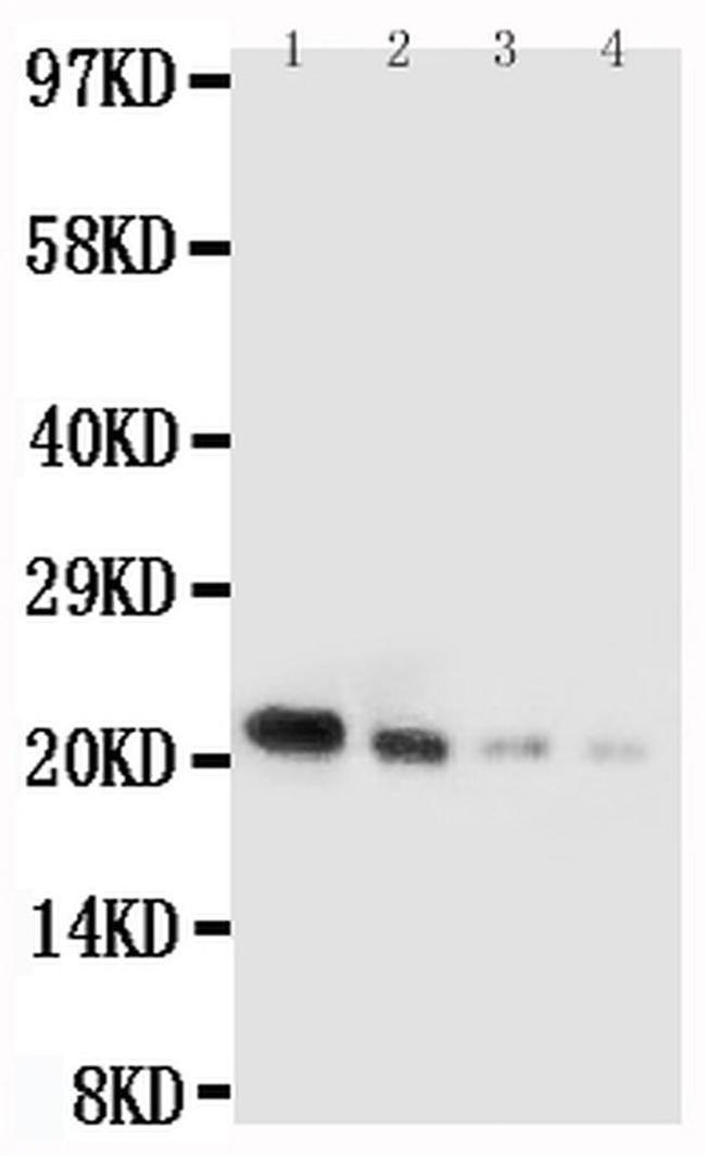 IL-18 Antibody (PA5-79481)
