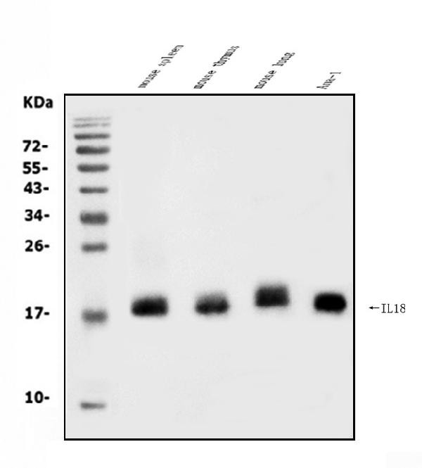 IL-18 Polyclonal Antibody (PA5-79482)