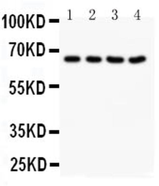 NOX1 Polyclonal Antibody (PA5-79752)