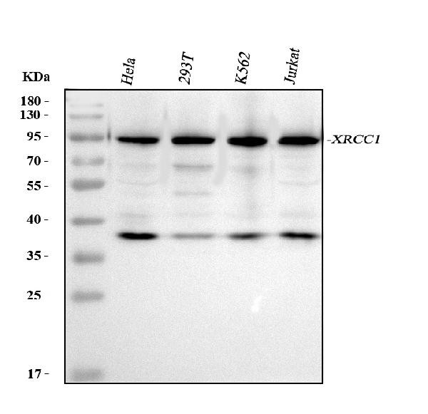 XRCC1 Polyclonal Antibody (PA5-80238)