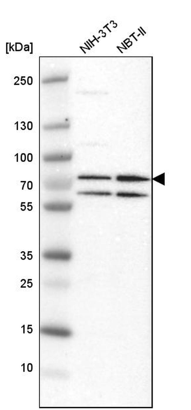 PRMT5 Antibody (PA5-82194)