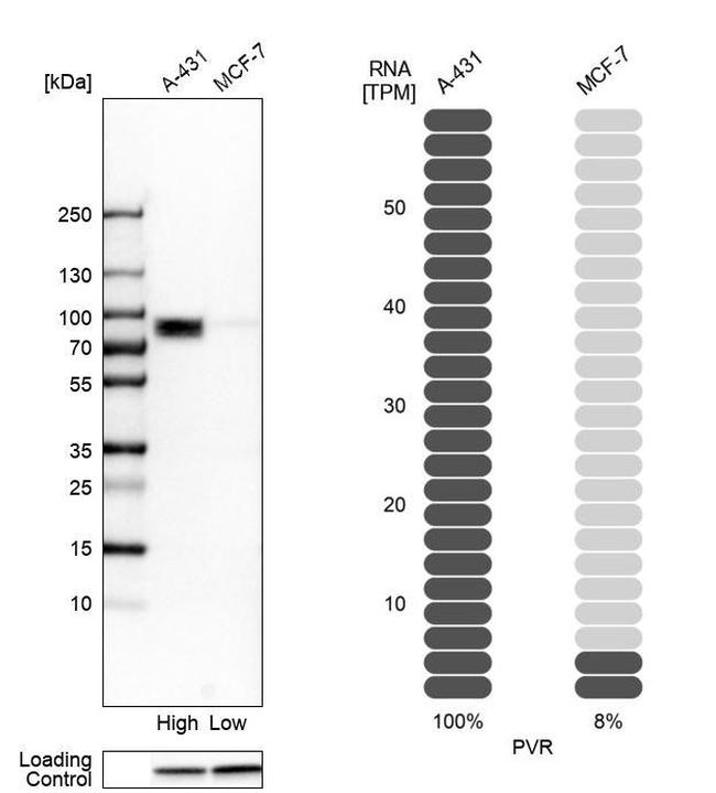 CD155 Antibody (PA5-82463)