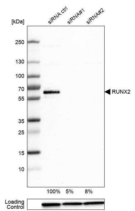 RUNX2 Polyclonal Antibody (PA5-82787)