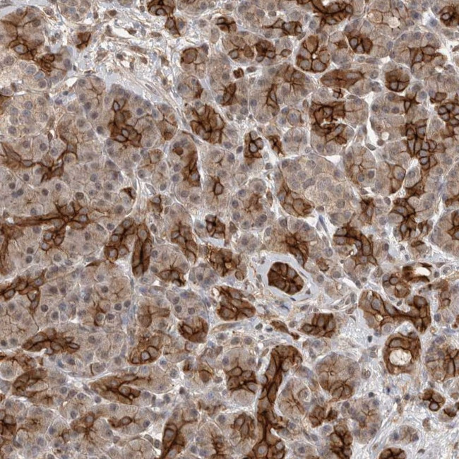 Nectin 1 Antibody (PA5-82938)